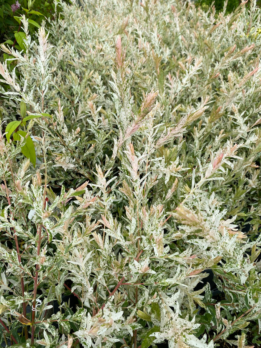 Salix Integra Hakuro-Nishiki – Lands End Nurseries