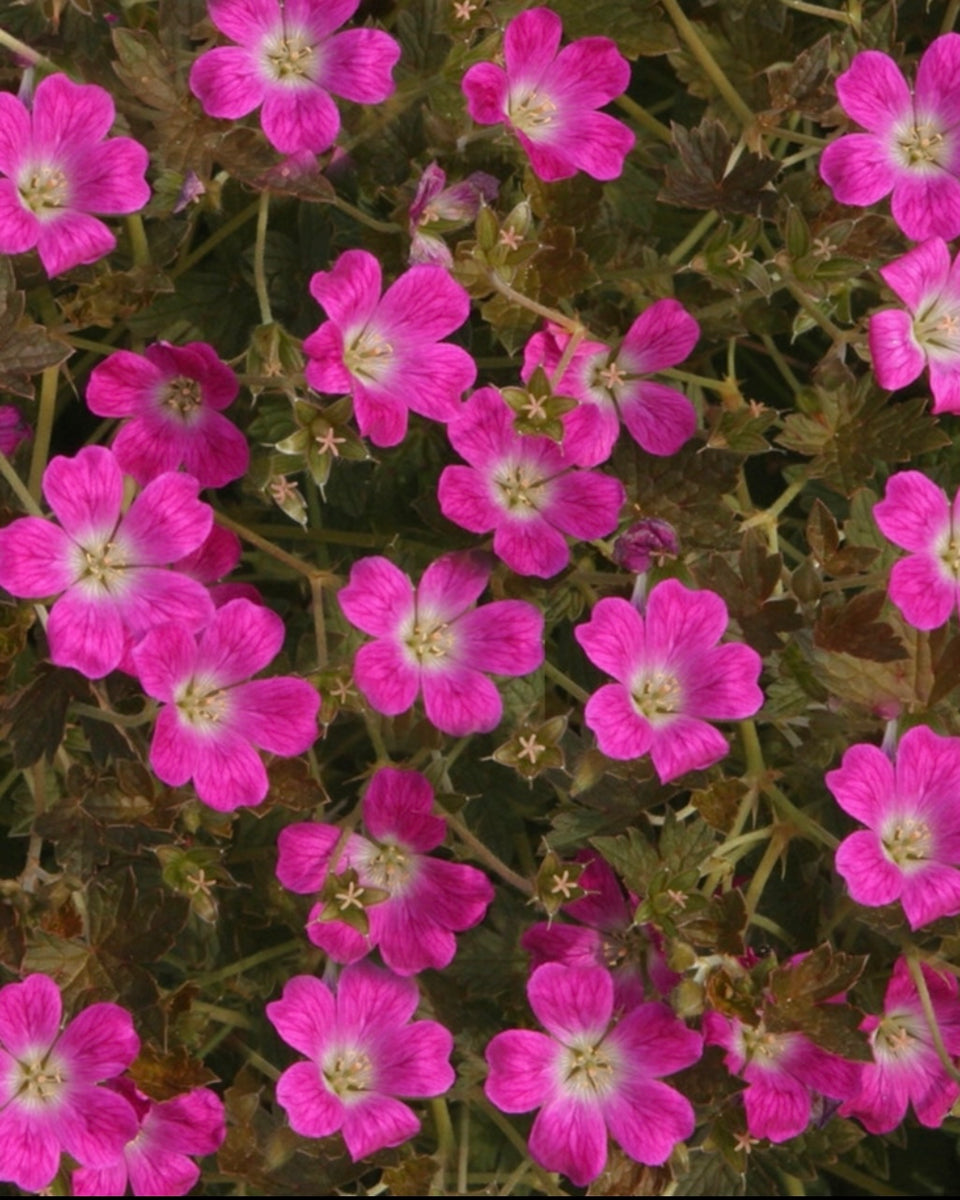 Geranium Orkney Cherry' – Lands End Nurseries